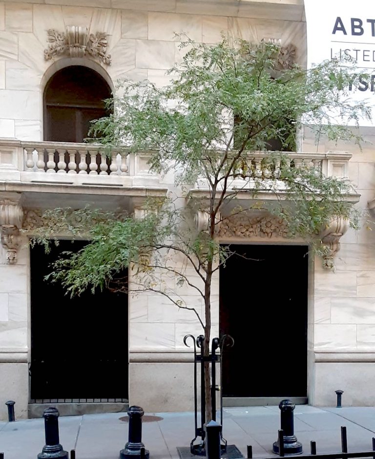 Meet the Famous Buttonwood Tree of Wall Street - The Wall Street Experience